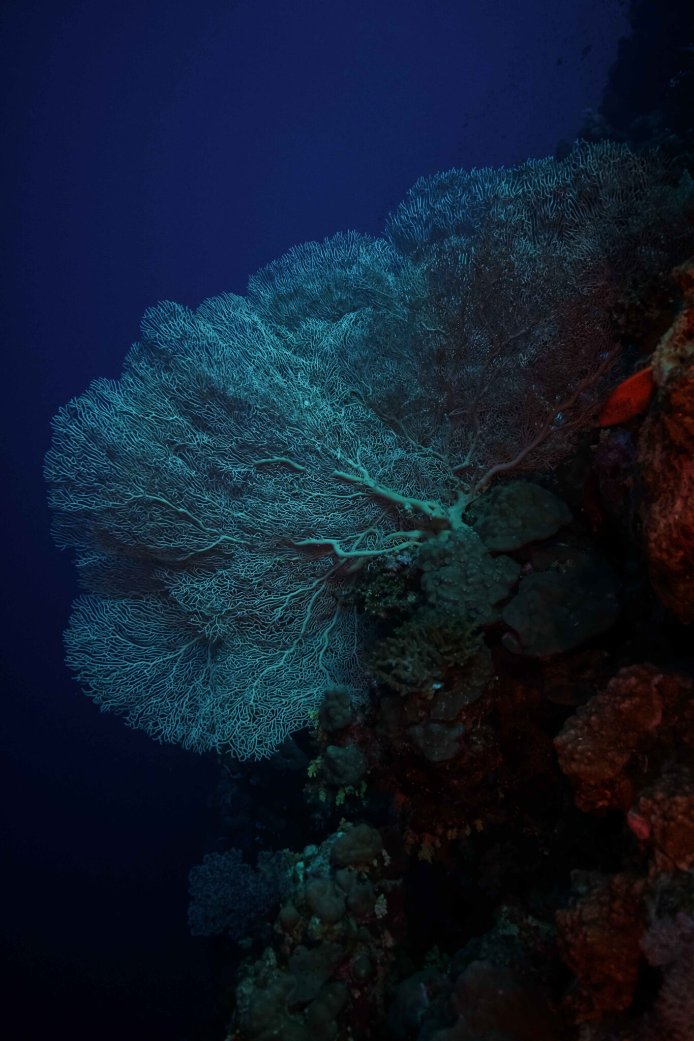 Giant Gorgonia in 40m depth – ZERO GRAVITY